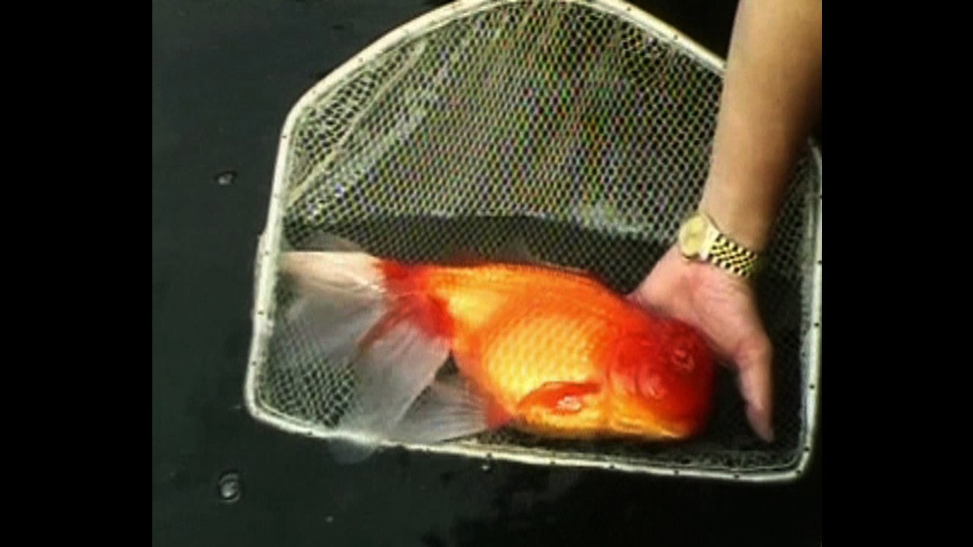 Worlds Fattest Goldfish