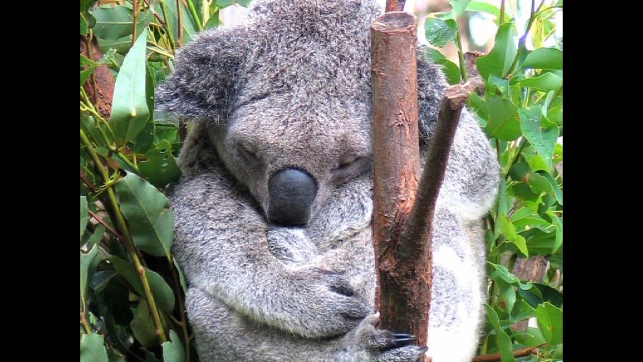 Crazy Koala Facts - video Dailymotion