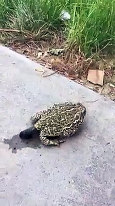 Un crapaud fait un gros caca - Vidéo Dailymotion