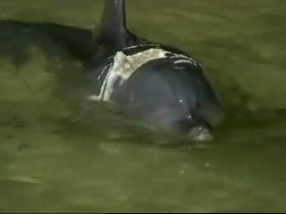 Delfín herido por mordedura de tiburón - Vídeo Dailymotion