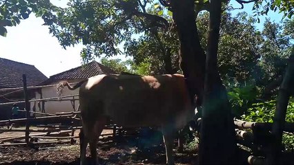 Cow Mating Daily Farm oleh Cow Breeding - Dailymotion