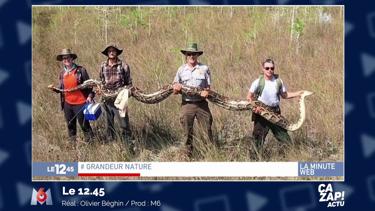 Un python de plus de 5 mètres capturé ! - Vidéo Dailymotion