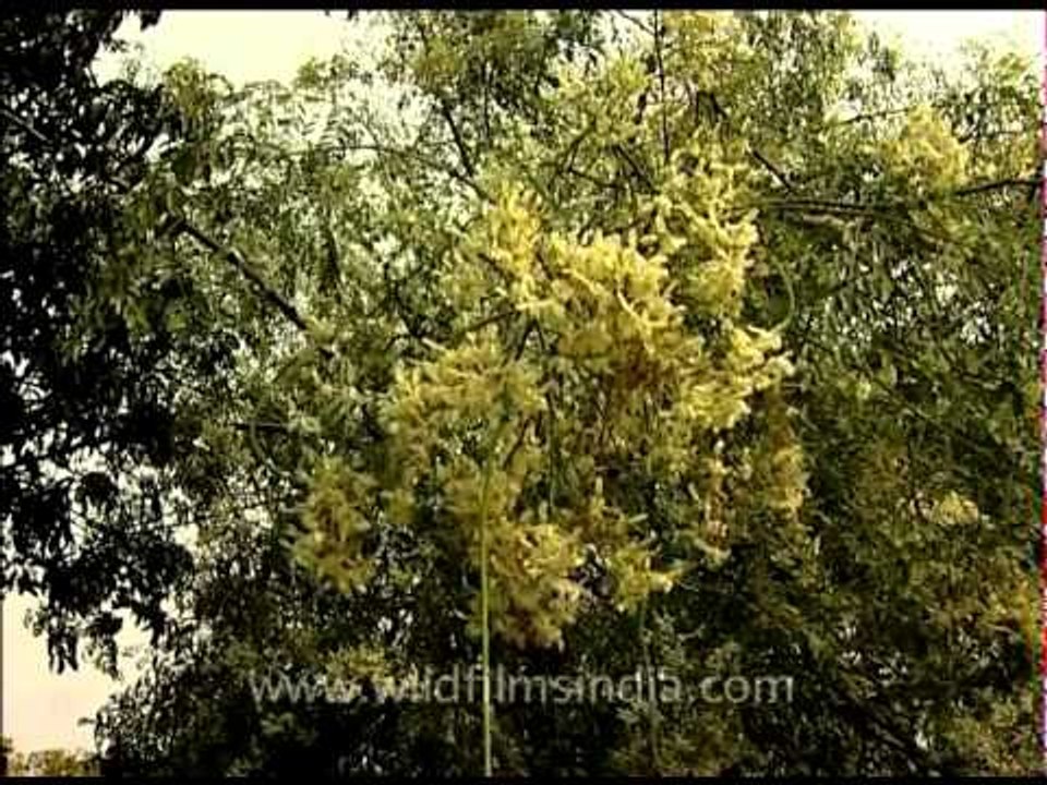 Yellow Indian Kachnar flower blooming! - video Dailymotion