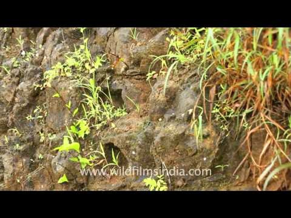 Hillside covered in monsoon moss, Pune - Mahabaleshwar region - video ...