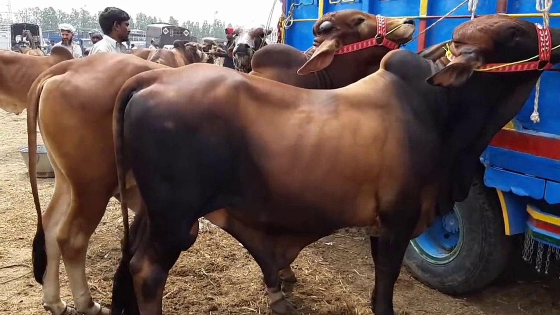 Qurbani Ke Janwar Bakra Eid 2019cow Mandi Karachi Eid Ul Adha Qurbani