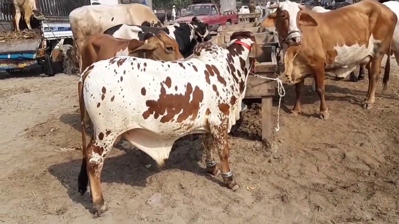 Heaviest Cholistani BULL in Lahore Shahpur Kanjra Bakra and Cow Mandi ...