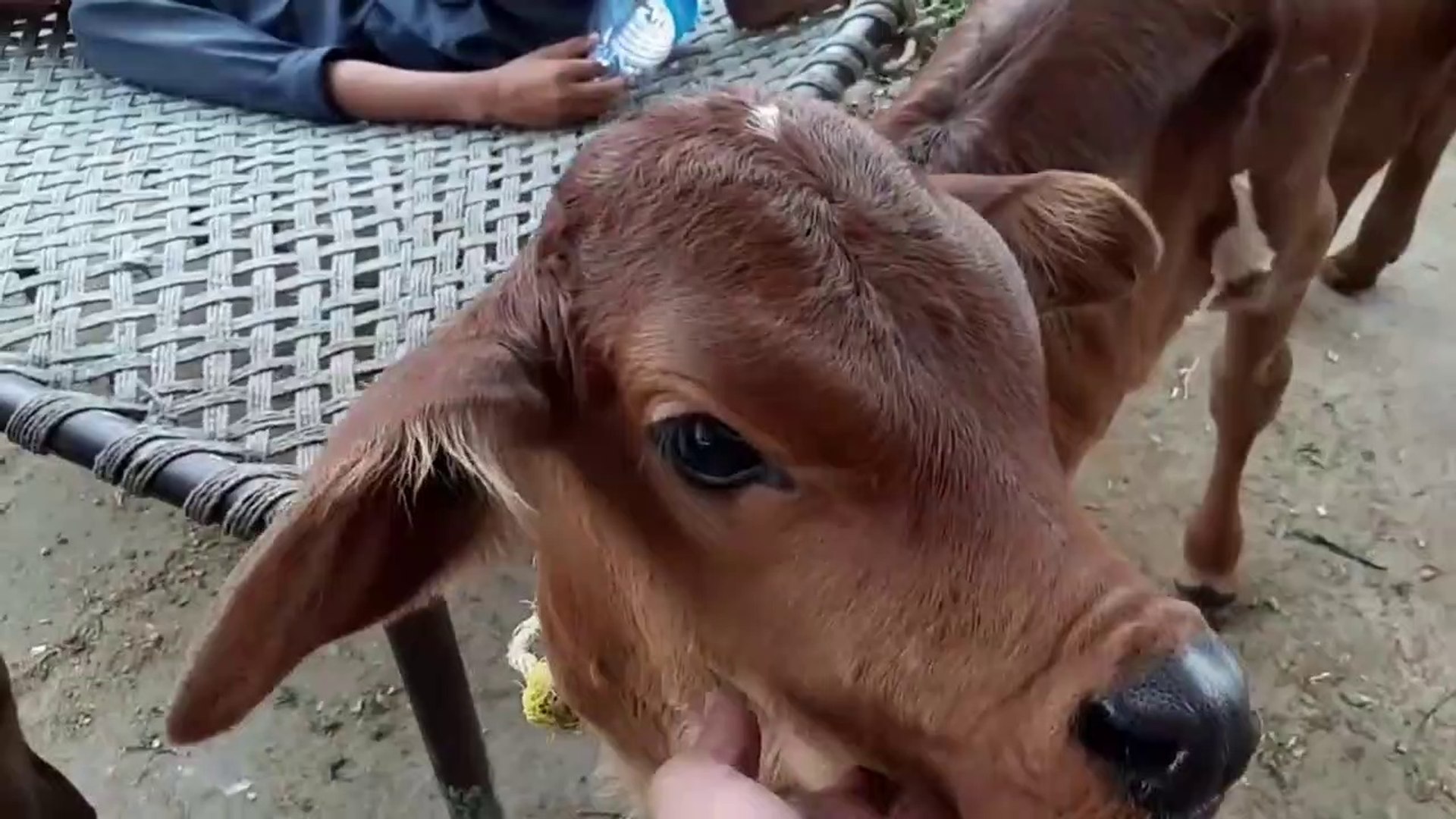 Sahiwal Cow