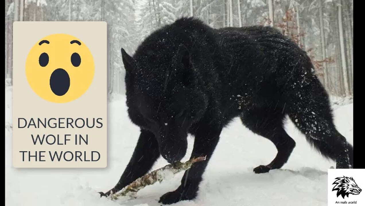 The largest and most dangerous wolf in the world - video Dailymotion