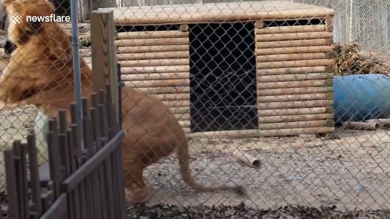 Liger vs tigon: a terrifying clash of the massive, mythical hybrids of ...