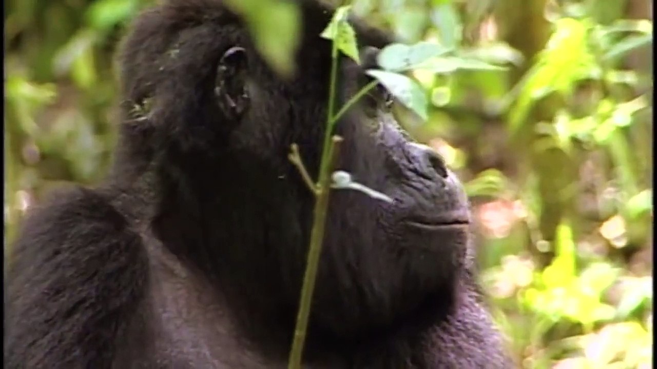 The First Human (Evolution Documentary) | Timeline - video Dailymotion