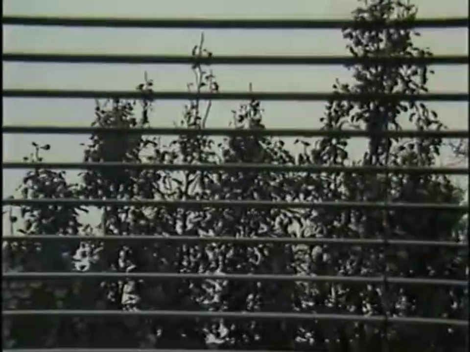 Dragana Mirkovic i Juzni Vetar - Cekaj me jos malo (1989) - video ...