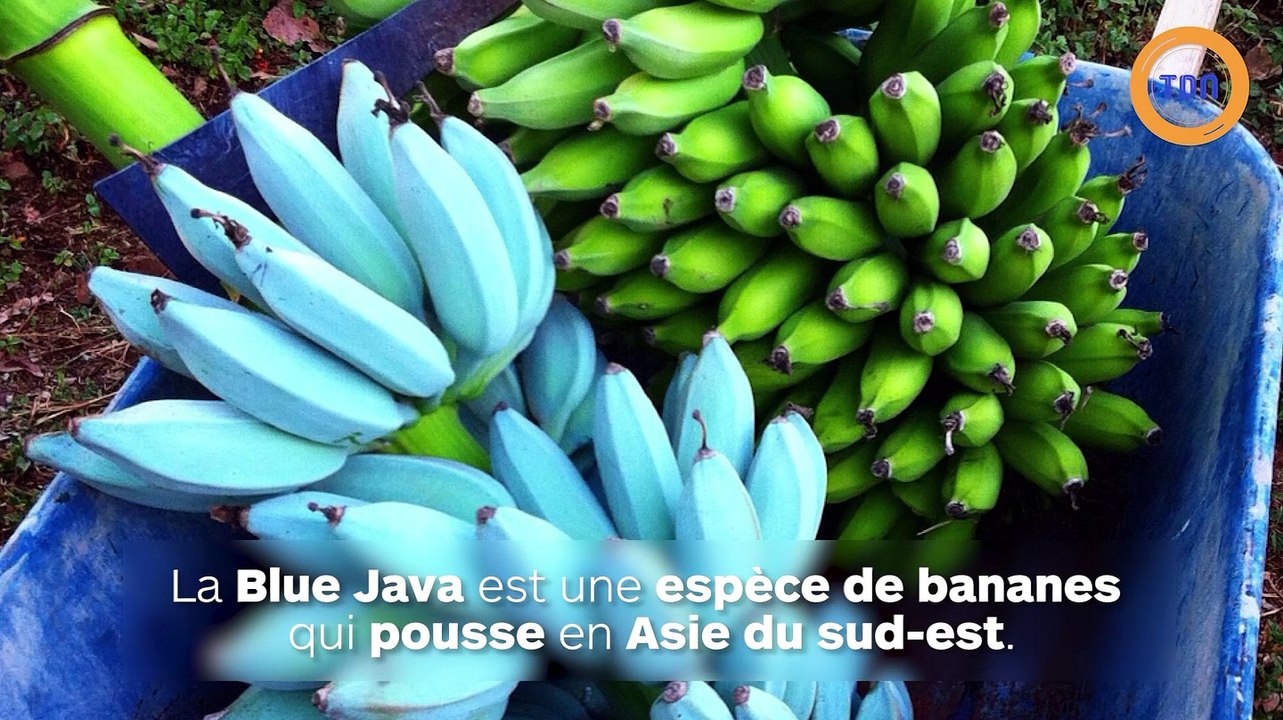 Découvrez les bananes bleues de Java, au goût de glace à la vanille ...