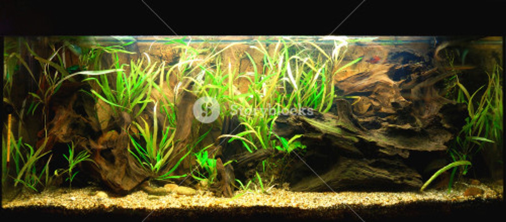 Qu'est ce que le biotope ? - Vidéo Dailymotion