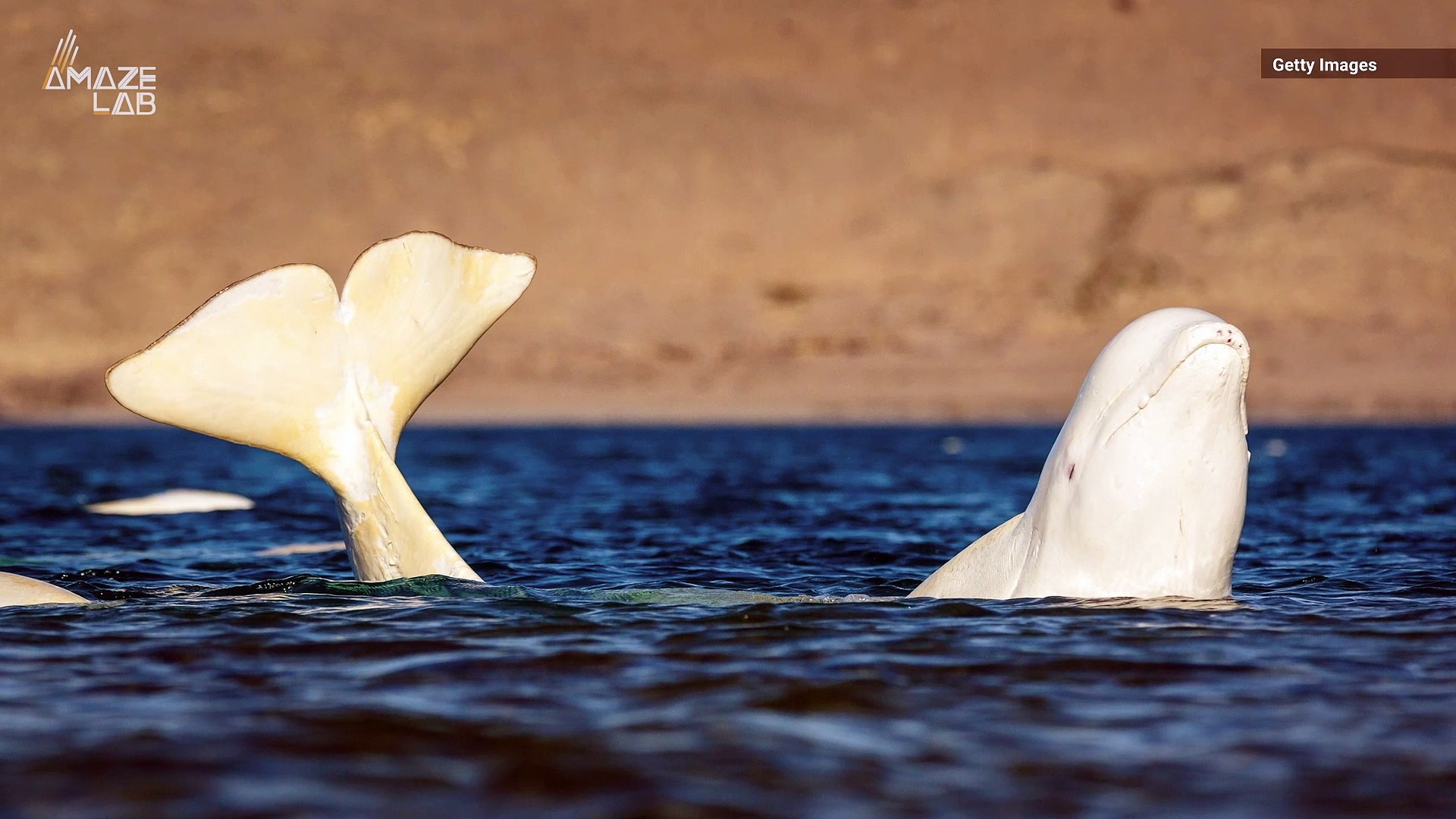 Narwhal Beluga Hybrid