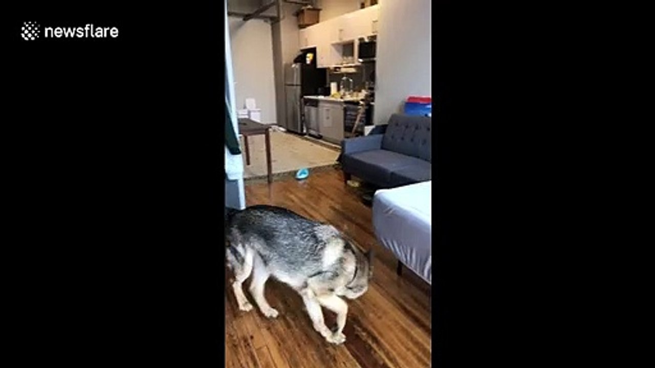 Roomba chases scared German shepherd around Tennessee living room ...