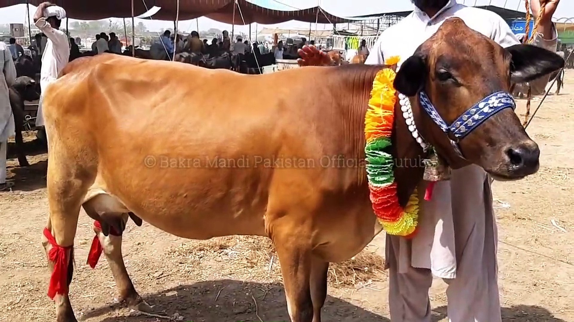 Sahiwal Cow Milk
