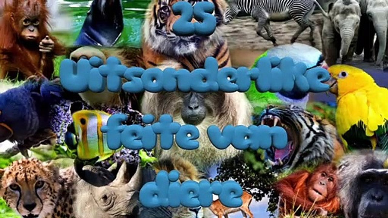 25 FEITE OOR DIERE #diere,#feite,#walvis,#kolibrie,#olifant,#eekhoring ...