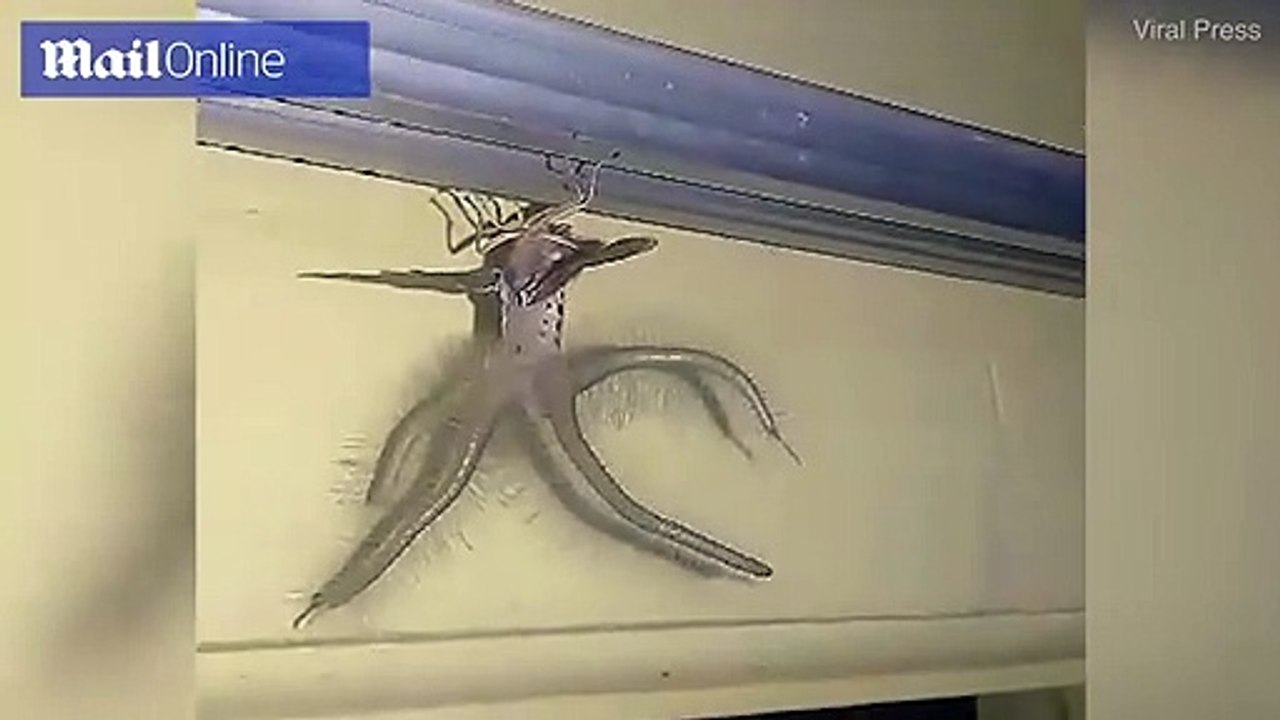 A man finds weird looking creature crawling across his ceiling - video ...