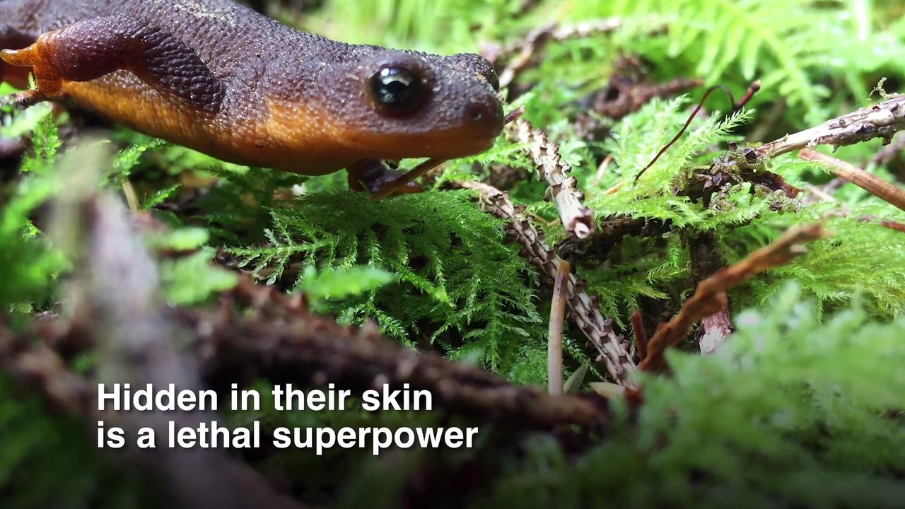 A Cute Newt with a Toxic Superpower - Dailymotion Video