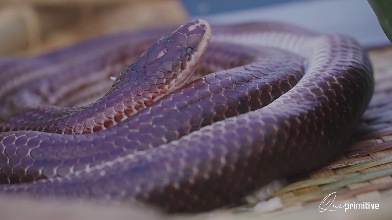 Primitive Technology - Snake stew with papaya - Rắn hầm đu đủ - Que ...
