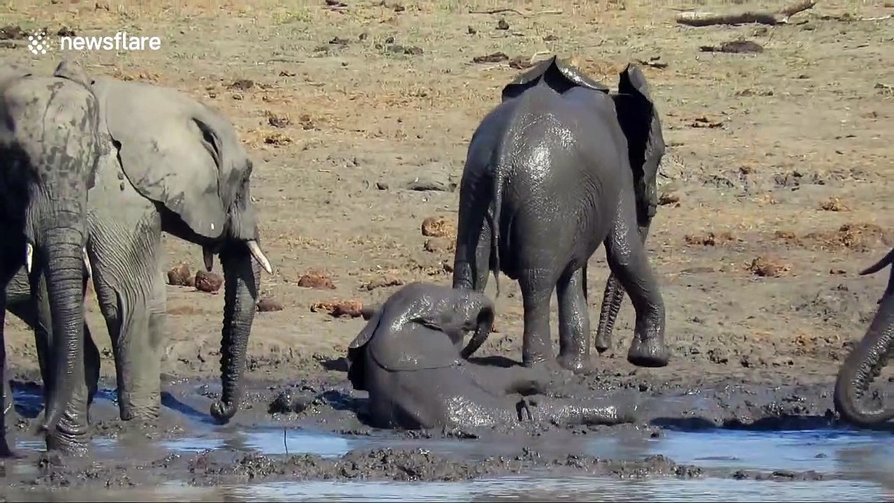 Clumsy baby elephant needs help from big sister to escape mud - video ...