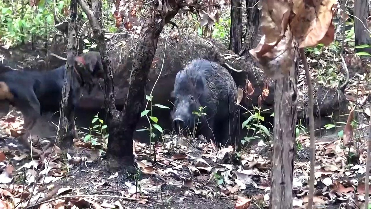 Hunting Wild trophy boars Australia Pig Dogs fight tusks tonner - video ...