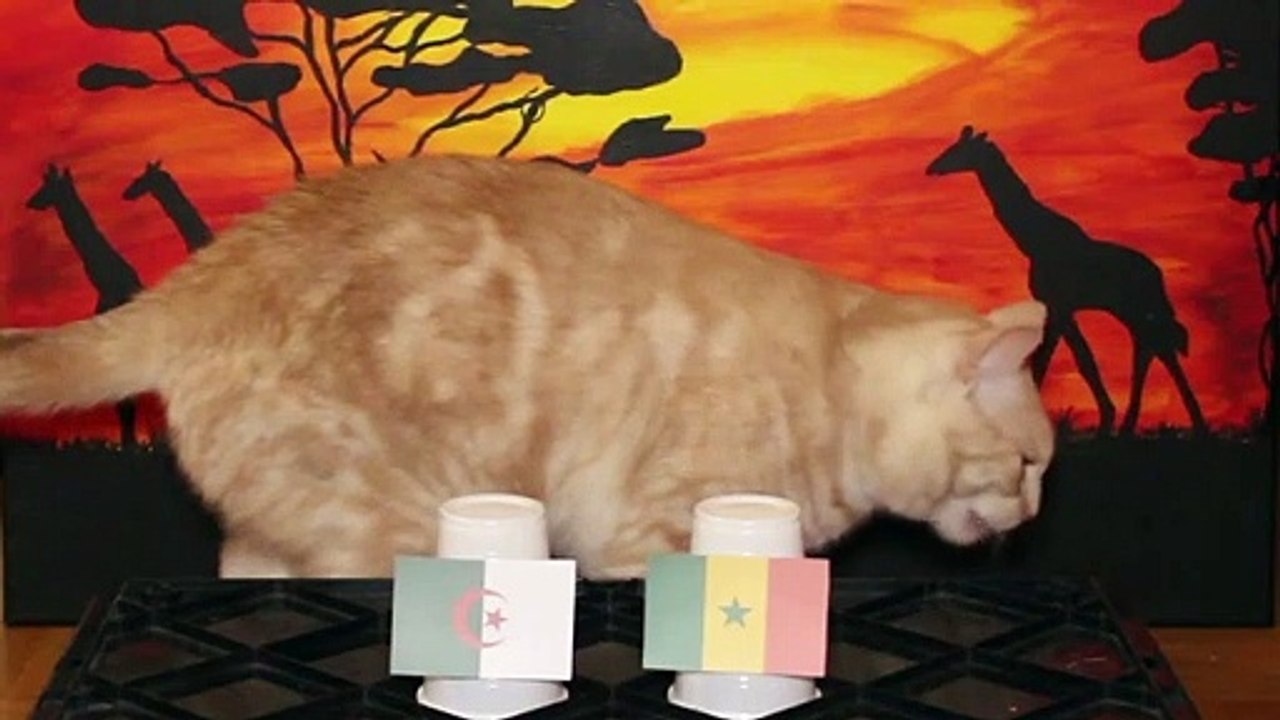 Finale Sénégal vs Algérie: un chat prédit le vainqueur - Vidéo Dailymotion