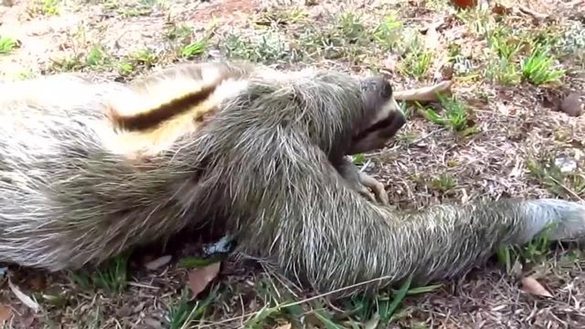 Sloth Laying Down