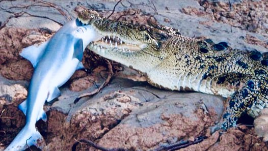 Alligators Are Eating Sharks - New Discovery by Scientists - video ...