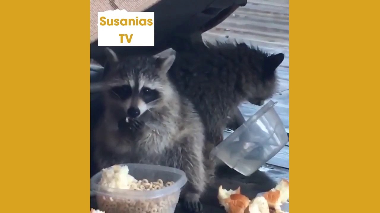 Best friends animal TV: Raccoons knocking at the door to get snacks ...