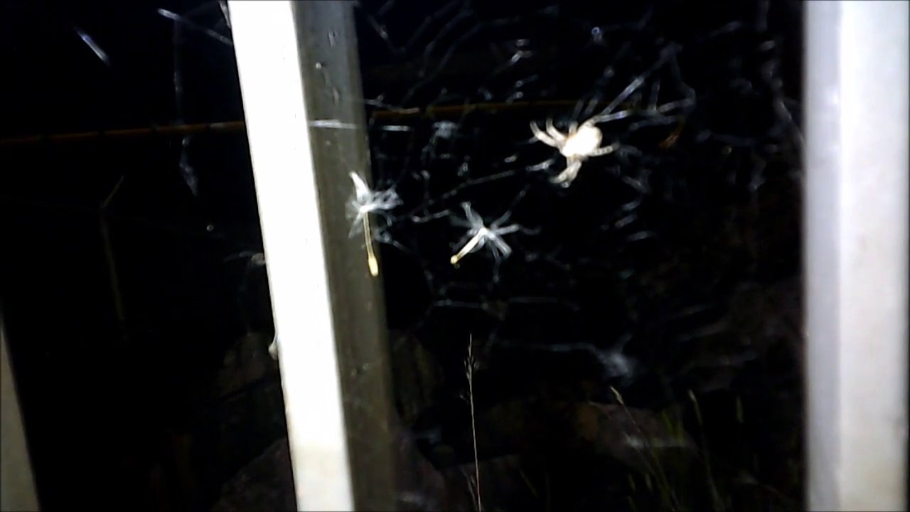MCH 137 SPIDERS.SURROUNDED BY SPIDERS AT DICKSON DAM ALBERTA CANADA ...
