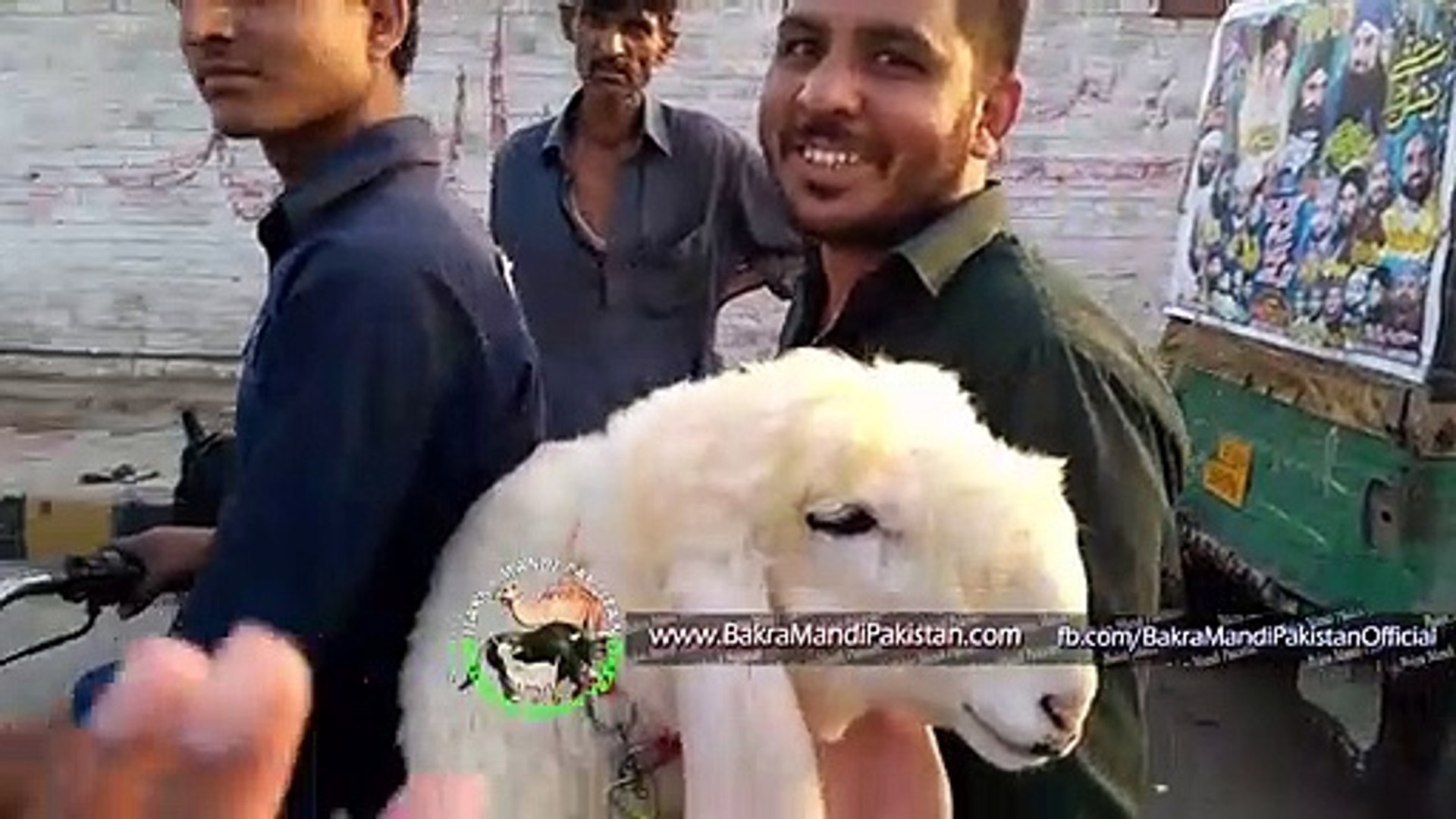 Qurbani Ke Janwar Bakra Eid 2019cow Mandi Karachi Eid Ul Adha Qurbani