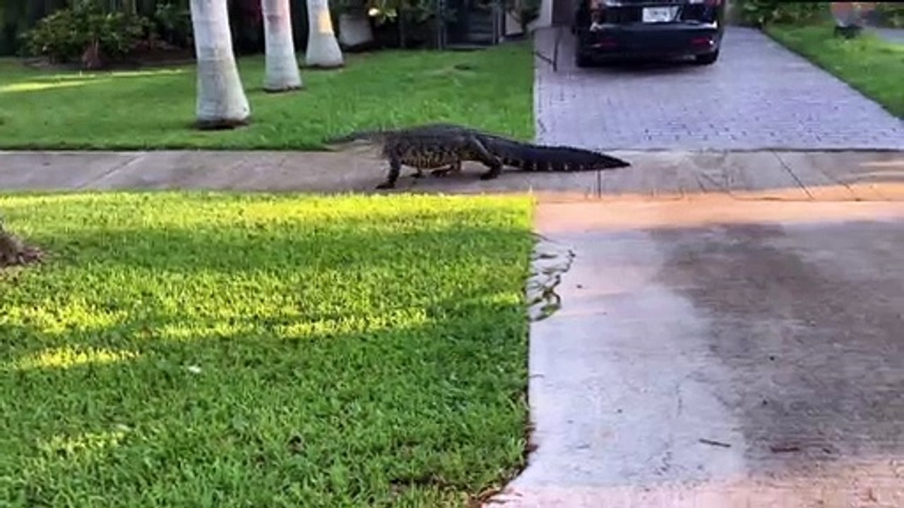 Alligator Strolls Along Sidewalk - video Dailymotion
