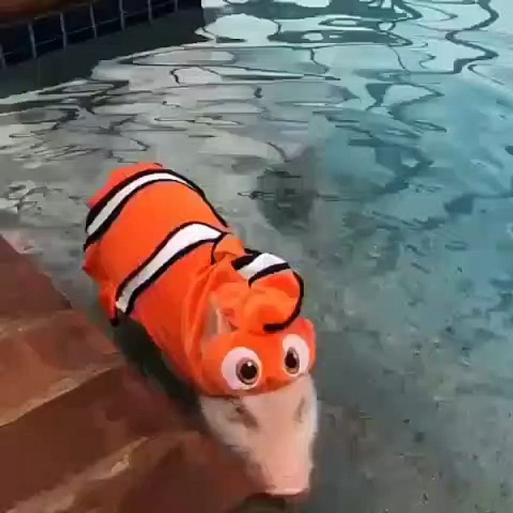 Ce cochon déguisé en poisson est trop mignon. Trop mimi ! - Vidéo ...