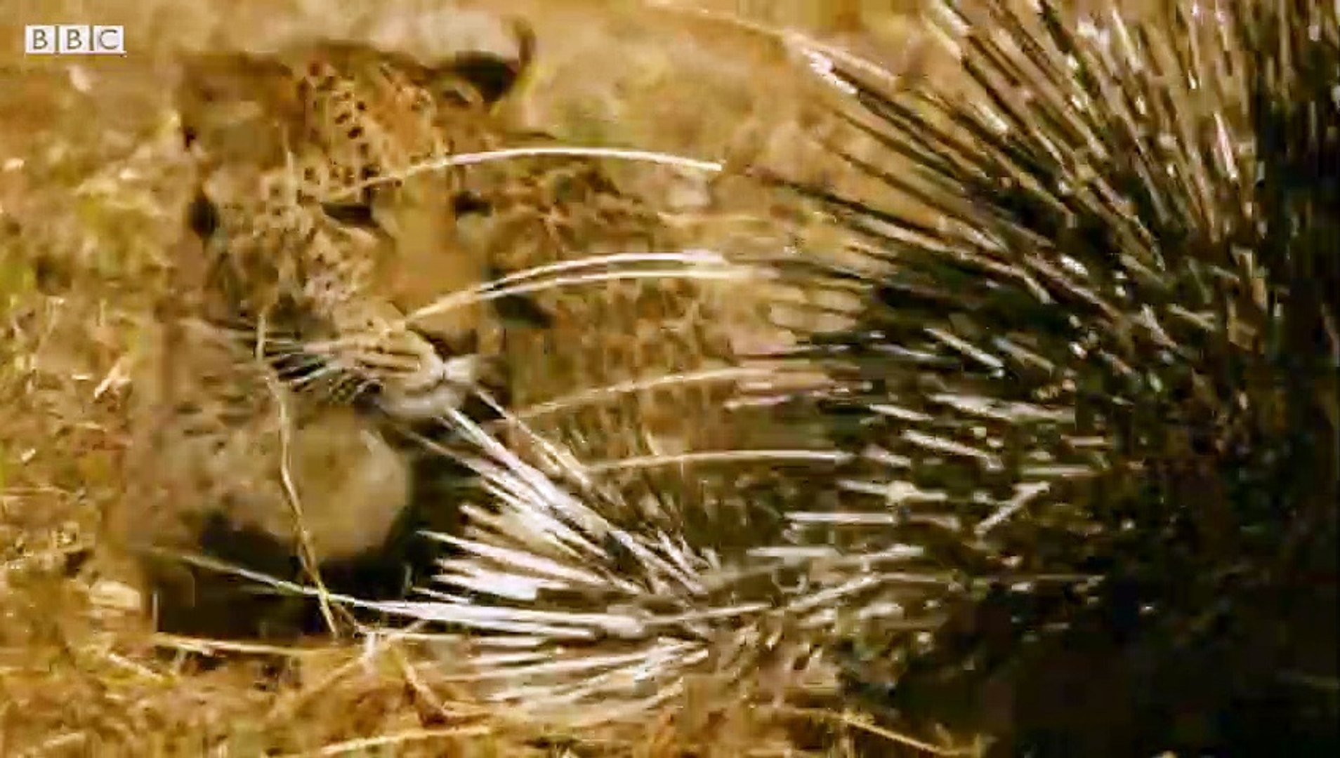 Porcupine Attack Gif
