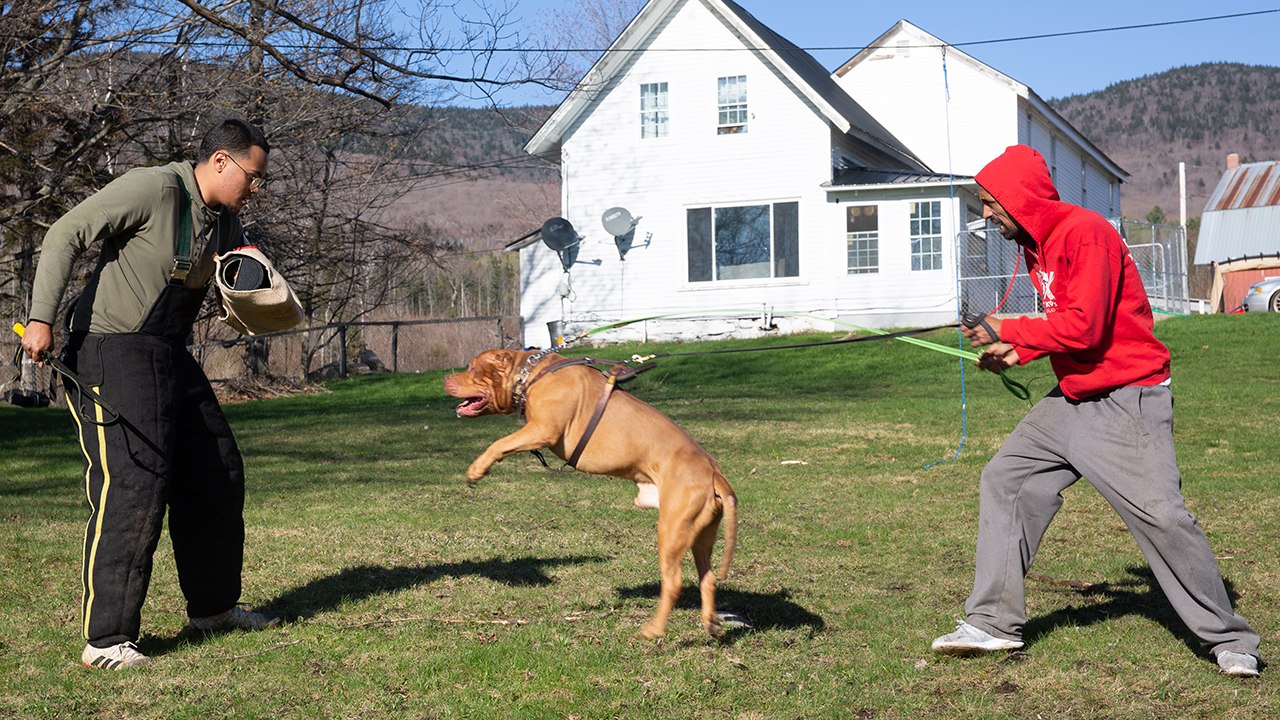 Meet Zion, DDK9’s Secret Weapon - video Dailymotion