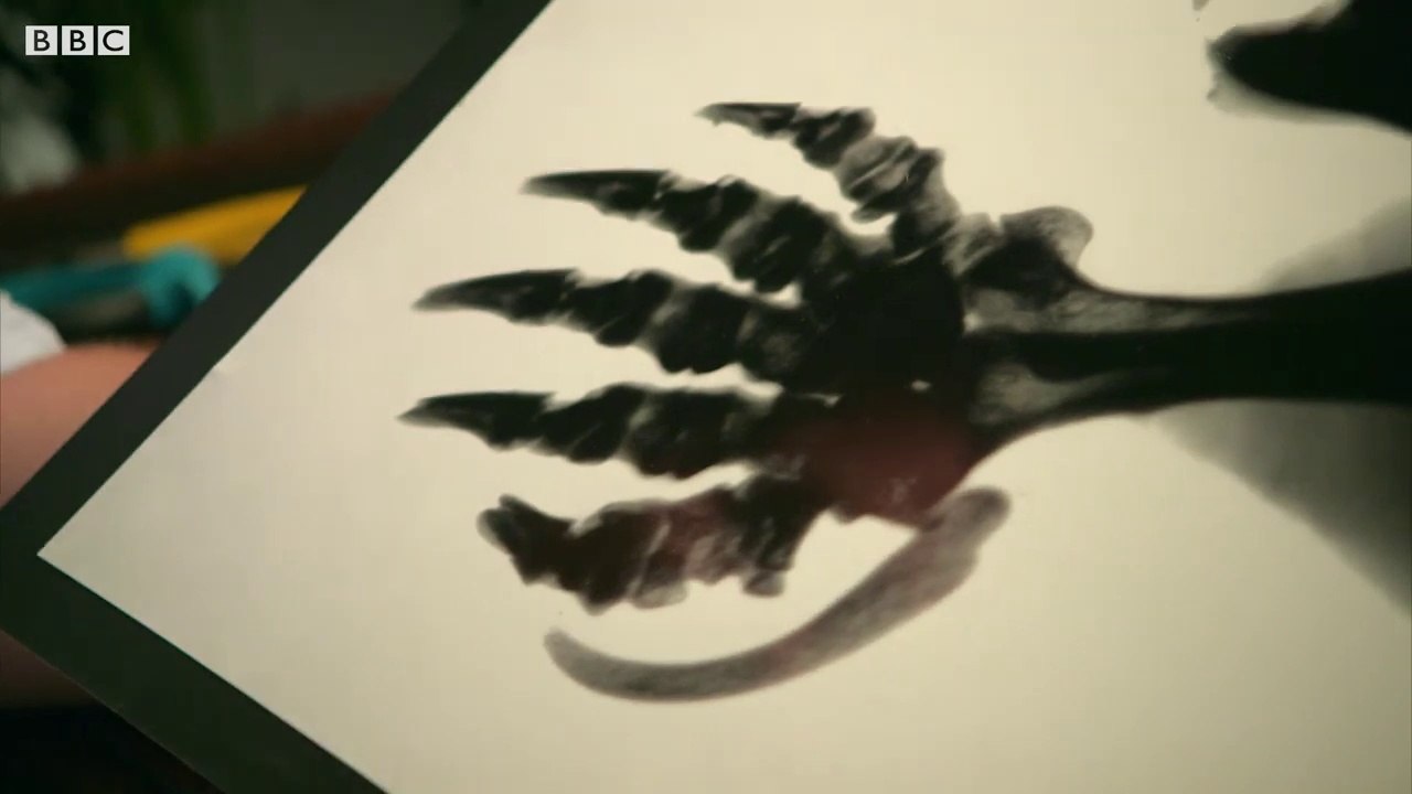 Exploring the Mole's Bizarre Skeleton - Secrets of Bones - Documtary ...