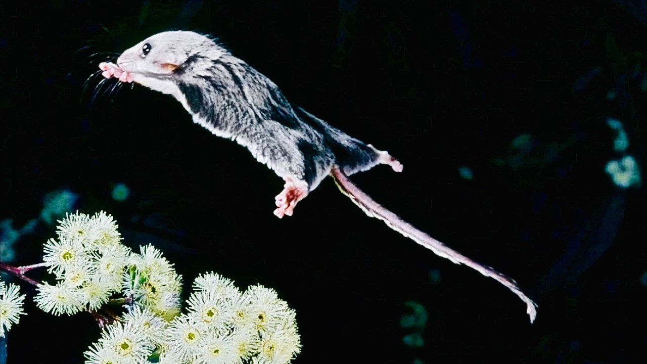 Flying Mouse ~ Pygmy Feathertail Gliders - video Dailymotion