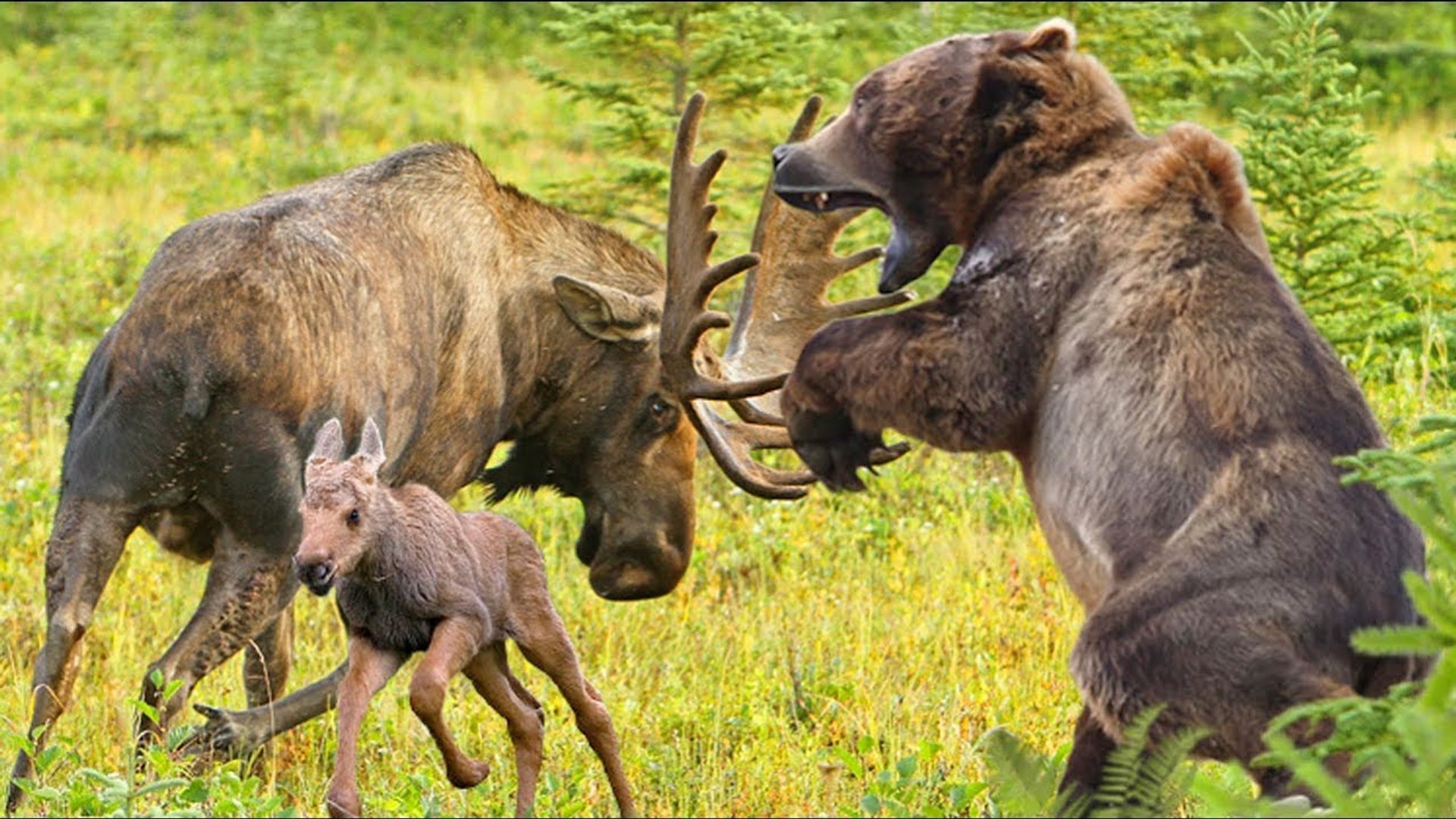 Grizzly Bear Vs Moose