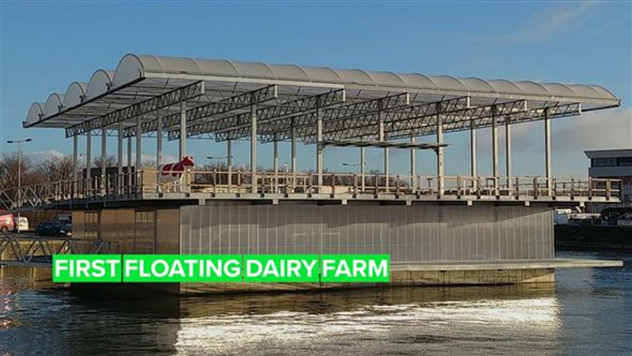 Rotterdam is home to the world’s first floating dairy farm - video ...