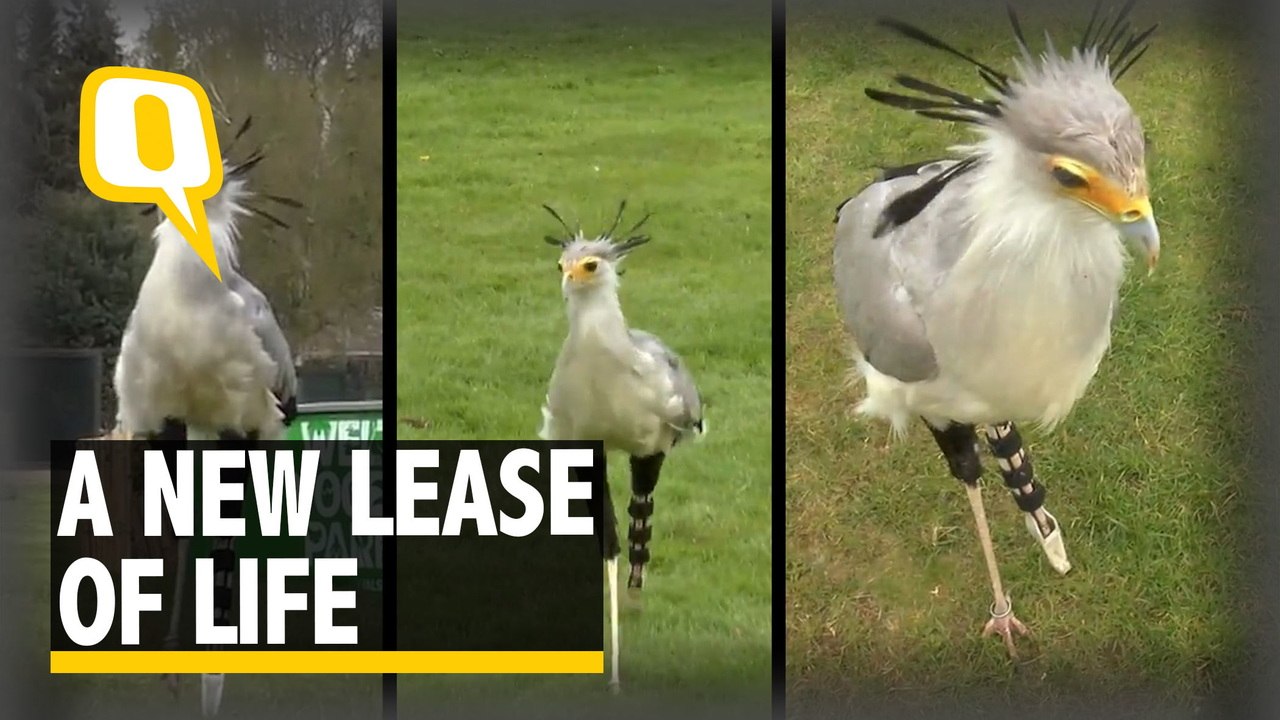 3-D Printed Prosthesis Helps An Amputee Bird Run Again - video Dailymotion