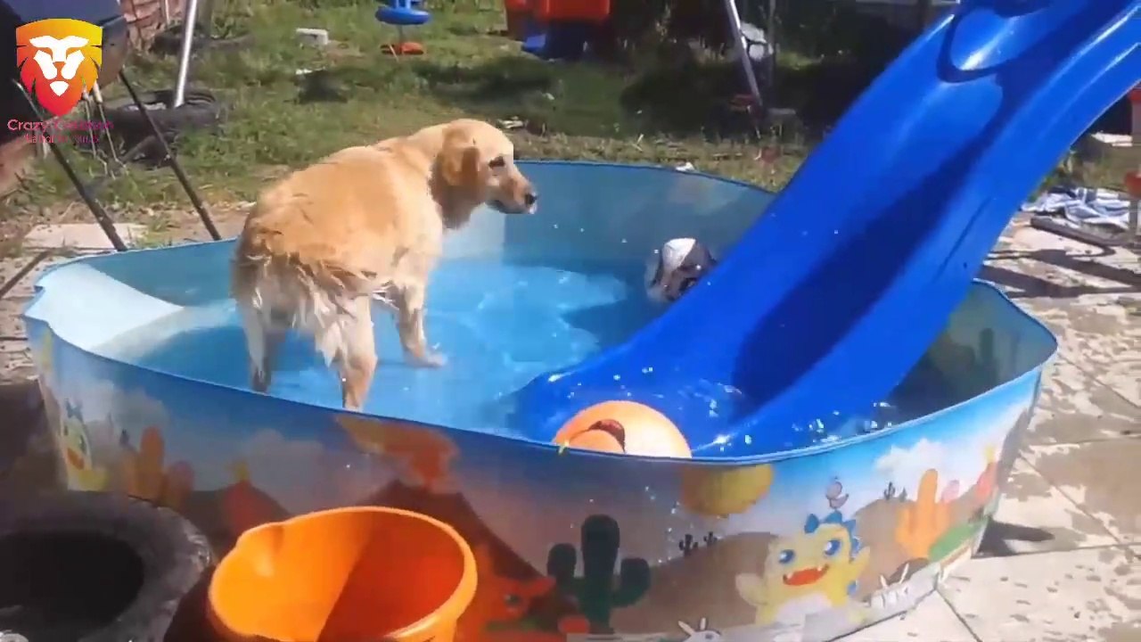 Funny Dogs on Slides Compilation - video Dailymotion