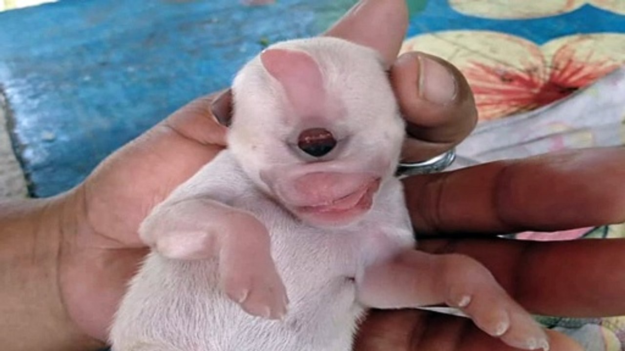 Puppy hailed real-life cyclops after being born with one eye in middle ...
