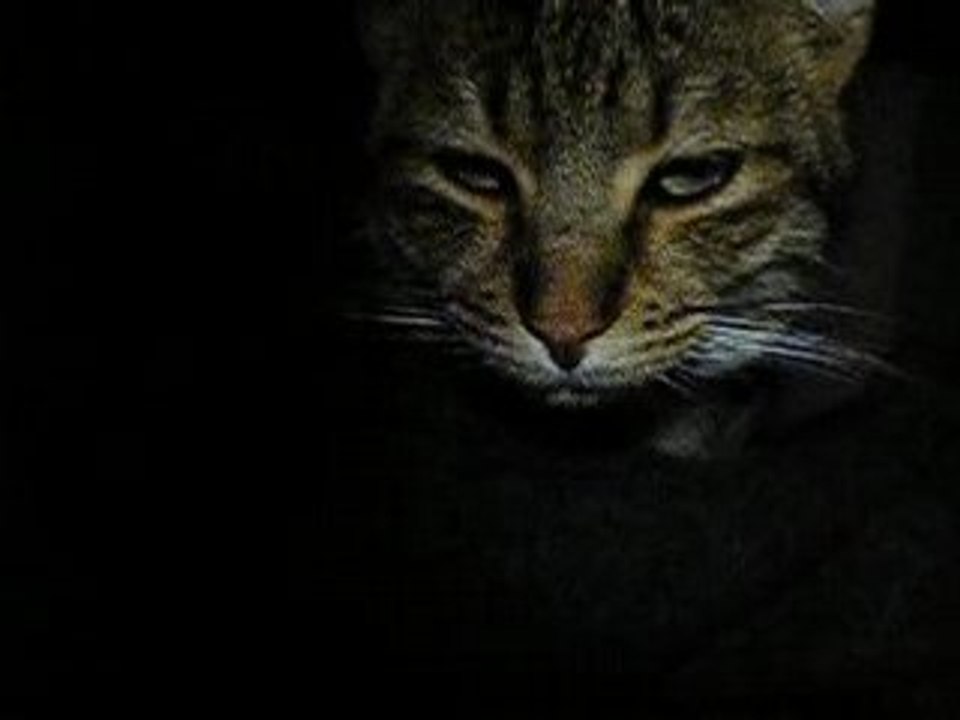 coco, Le chat - Vidéo Dailymotion