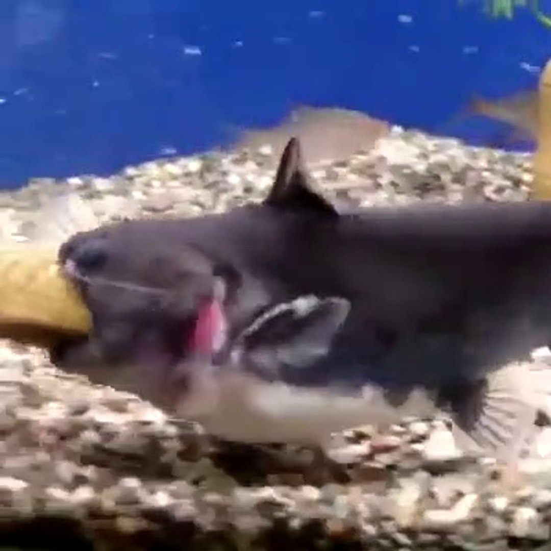 Poisson Chat Géant Mangeant Des Gens