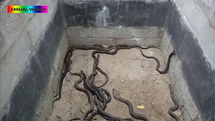 Animal World videos - Dailymotion