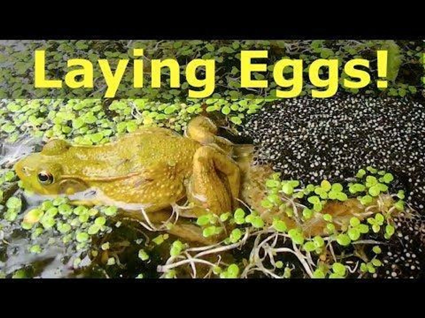 Images Of Frogs Laying Eggs They Join Together To Mate.#frog