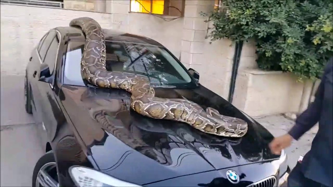 Il s'amuse avec son énorme python en pleine rue... Animal ...