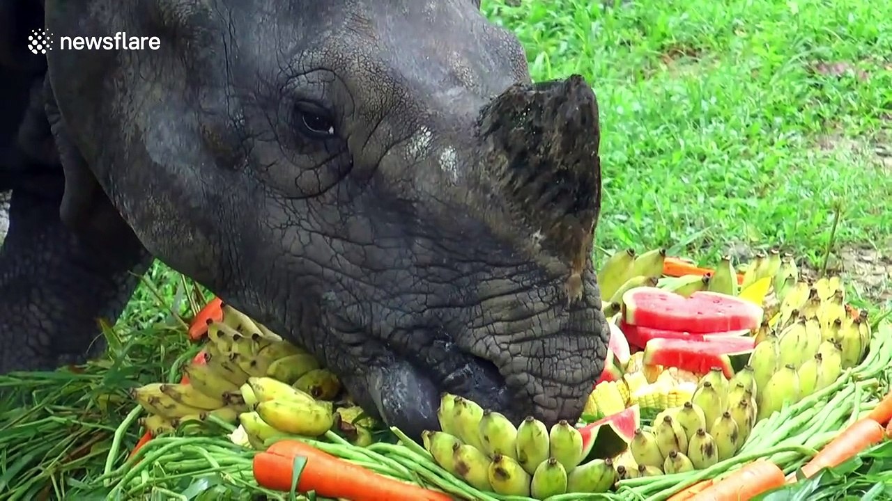 Rhinoceros enjoys cake made of fruit and vegetables on World Rhino Day ...