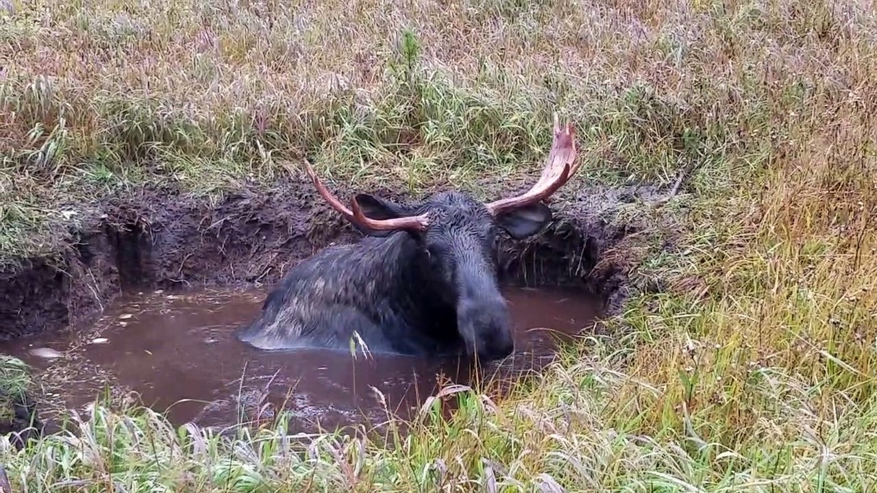 Moose Stuck in Deep Ditch - video Dailymotion